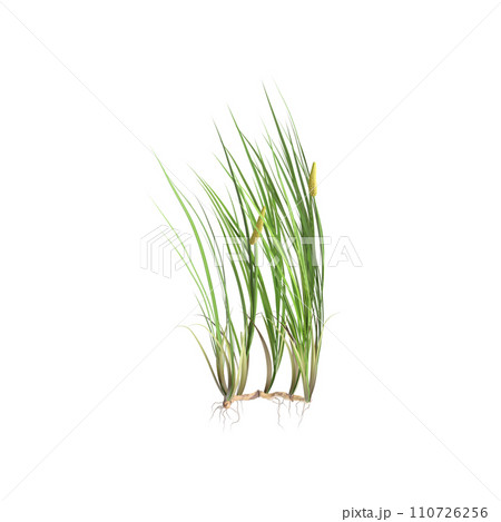 3d illustration of acorus calamus bush isolated...のイラスト素材 [110726256 ...