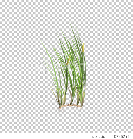 3d illustration of acorus calamus bush isolated...のイラスト素材 [110726256 ...