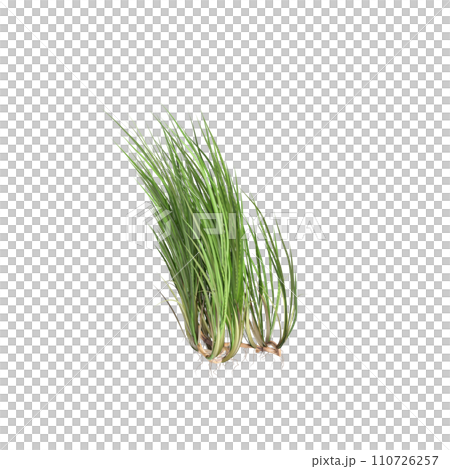 3d illustration of acorus calamus bush isolated...のイラスト素材 [110726257 ...