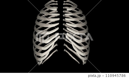 Human ribs are flat bones that form part of the...のイラスト素材 [110945786 ...