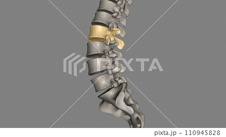 The L2 vertebra is located in the lower...のイラスト素材 [110945828] - PIXTA