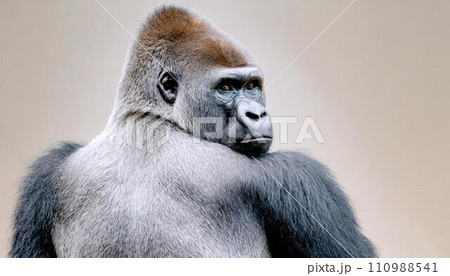 closeup image of majestic gorilla turning back,...のイラスト素材 [110988541 ...