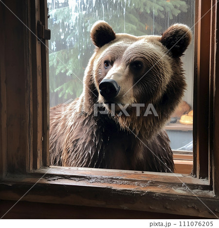 Wild bear looks into the window of a house, a...のイラスト素材 [111076205] - PIXTA