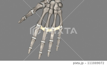 The deep transverse metacarpal ligament...のイラスト素材 [111089072] - PIXTA