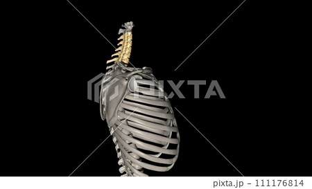 The cervical spine (neck region) consists of...のイラスト素材 [111176814] - PIXTA