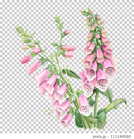 Beautiful bunch of foxglove watercolor...のイラスト素材 [111240080] - PIXTA
