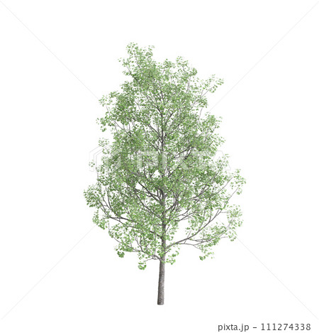 3d illustration of Populus tremula tree...のイラスト素材 [111274338] - PIXTA