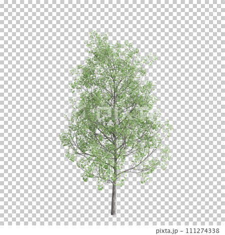 3d illustration of Populus tremula tree...のイラスト素材 [111274338] - PIXTA