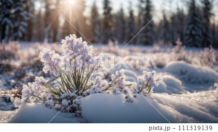 Romantic winter background with snow-covered...のイラスト素材 [111319139] - PIXTA