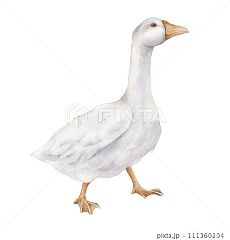 Domestic white and grey watercolor goose. Cute...のイラスト素材 [111360204 ...