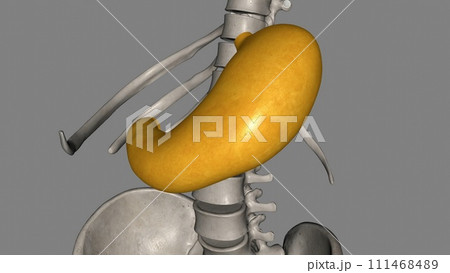 The stomach is a J-shaped organ that digests foodのイラスト素材 [111468489 ...