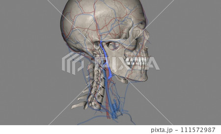 Retromandibular Vein Retromandibular Hi Res Stock Photography And