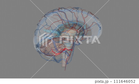 Anterior inferior cerebellar arteryのイラスト素材 [111646052] - PIXTA