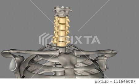 The cervical spine (neck region) consists of...のイラスト素材 [111646087] - PIXTA