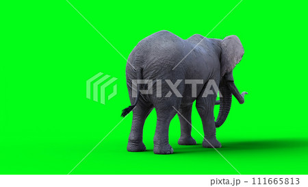 African elephant idle. 3d rendering.のイラスト素材 [111665813] - PIXTA