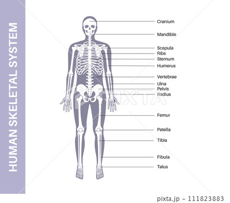 Human skeleton anatomyのイラスト素材 [111823883] - PIXTA