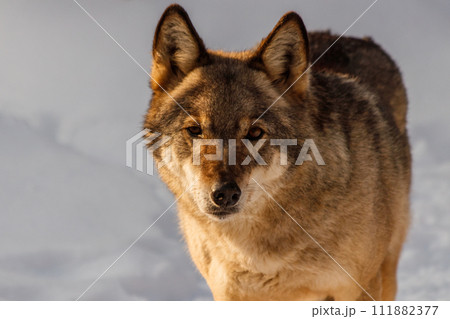 beautiful wolf on a snowy roadの写真素材 [111882377] - PIXTA