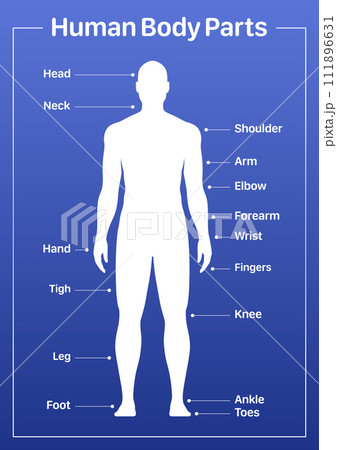 Human Body Full Hand Parts Name - Infoupdate.org
