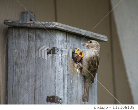 Sparrow bird house store
