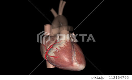 The coronary arteries run along the coronary...のイラスト素材 [112164796] - PIXTA