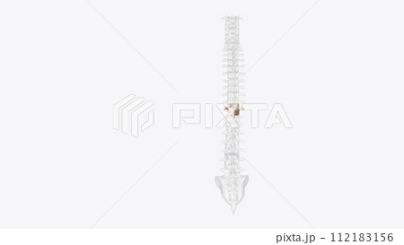 The tenth thoracic vertebra (T10) is one of...のイラスト素材 [112183156] - PIXTA