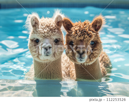 AI-generated content. Two alpacas cool off on a...のイラスト素材 [112253526 ...
