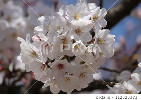 見頃を迎えた満開のソメイヨシノ Someiyoshino cherry full bloomの写真素材 [112323373] - PIXTA