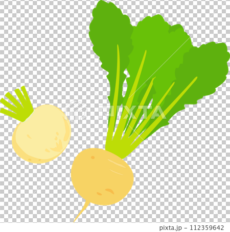 golden turnip cut in half - Stock Illustration [112359642] - PIXTA