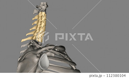 The cervical spine (neck region) consists of...のイラスト素材 [112380104] - PIXTA