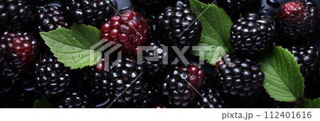 Fresh wet blackberry, bramble berries...のイラスト素材 [112401616] - PIXTA