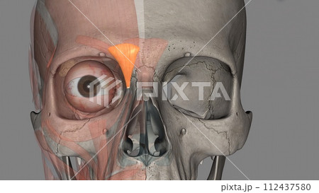 The depressor supercilii is an eye muscle of...のイラスト素材 [112437580] - PIXTA