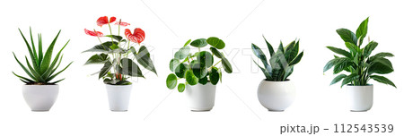 AI-generated content. Selection of indor house...のイラスト素材 [112543539 ...