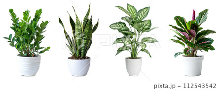 AI-generated content. Selection of indor house...のイラスト素材 [112543542 ...