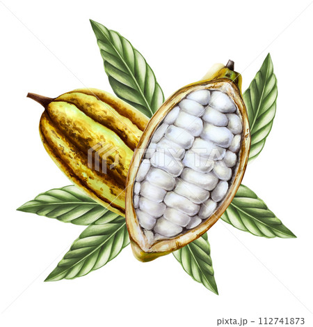 Watercolor composition with open cocoa pod,...のイラスト素材 [112741873] - PIXTA