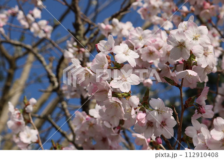 見頃を迎えた満開のソメイヨシノ Someiyoshino cherry full bloomの写真素材 [112910408] - PIXTA