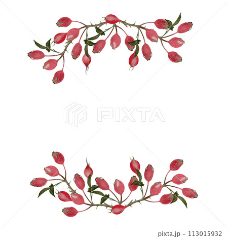 Rose hip sprig watercolor horizontal frame...のイラスト素材 [113015932] - PIXTA