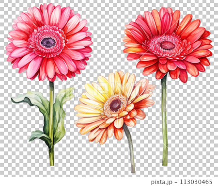 set of red and yellow gerberas. watercolor...のイラスト素材 [113030465] - PIXTA