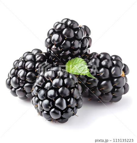 Art of a bramble plant with blackberries green...のイラスト素材 [113135223 ...