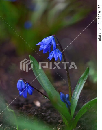 Blooming blue flowers of Siberian scylla in a...の写真素材 [113159175] - PIXTA