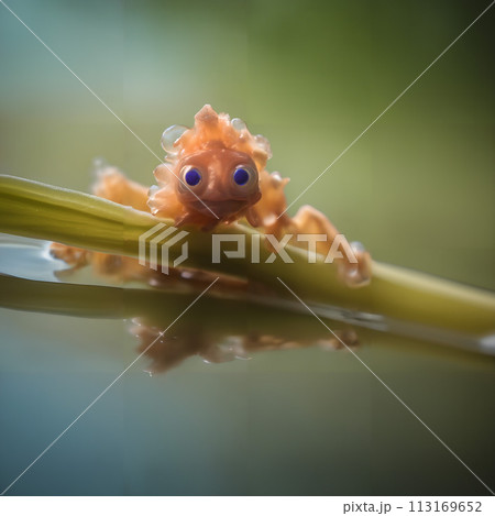 A small alien creature with vibrant orange skin...のイラスト素材 [113169652 ...