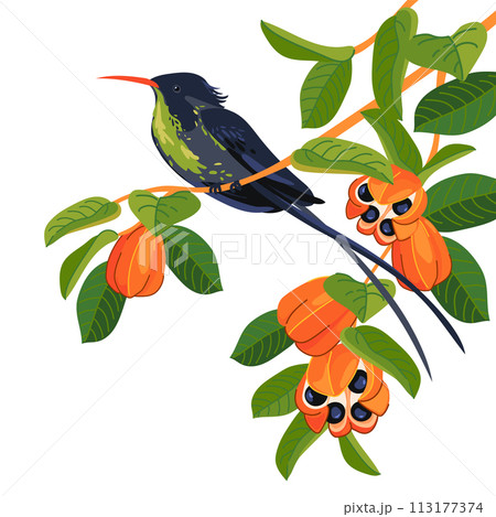 Rufous-billed Streamer-tailed Hummingbird...のイラスト素材 [113177374] - PIXTA