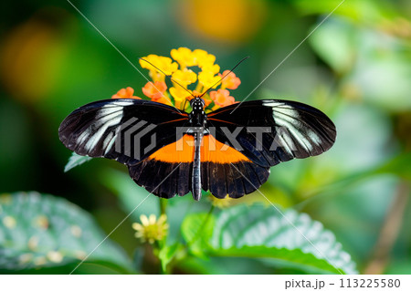 Beautiful Double-banded Red Postman butterfly...のイラスト素材 [113225580] - PIXTA