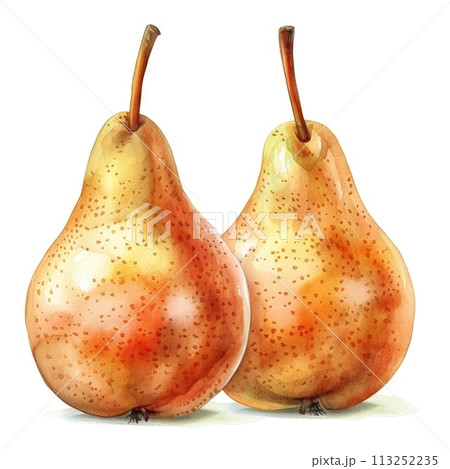 A sumptuous watercolor illustration of a ripe pearのイラスト素材 [113252235 ...