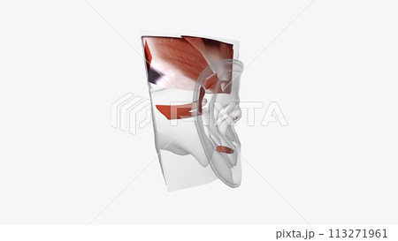 Ear Coronal Cross Section of Muscular systemのイラスト素材 [113271961] - PIXTA