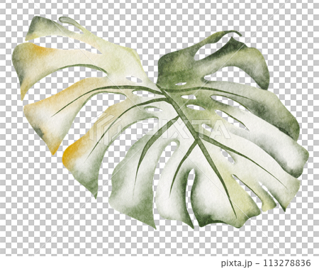 Tropical foliage watercolor set. Monstera... - Stock Illustration ...