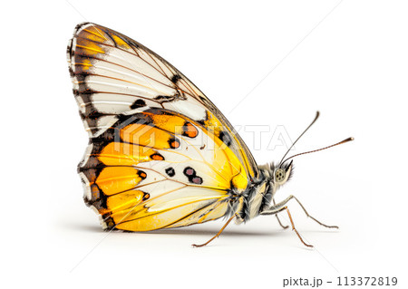 Beautiful Pieridae butterfly isolated on a...のイラスト素材 [113372819] - PIXTA
