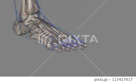 Dorsal digital veins foot - Course On the...のイラスト素材 [113427017] - PIXTA
