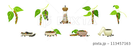 Black Pepper Plant with Green Leaf and...のイラスト素材 [113457163] - PIXTA