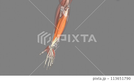 The flexor digitorum superficialis flexes the...のイラスト素材 [113651790] - PIXTA