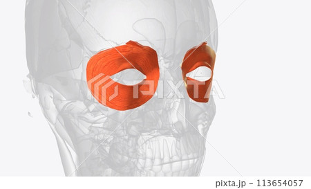 The orbicularis oculi muscle closes the eyelids...のイラスト素材 [113654057 ...